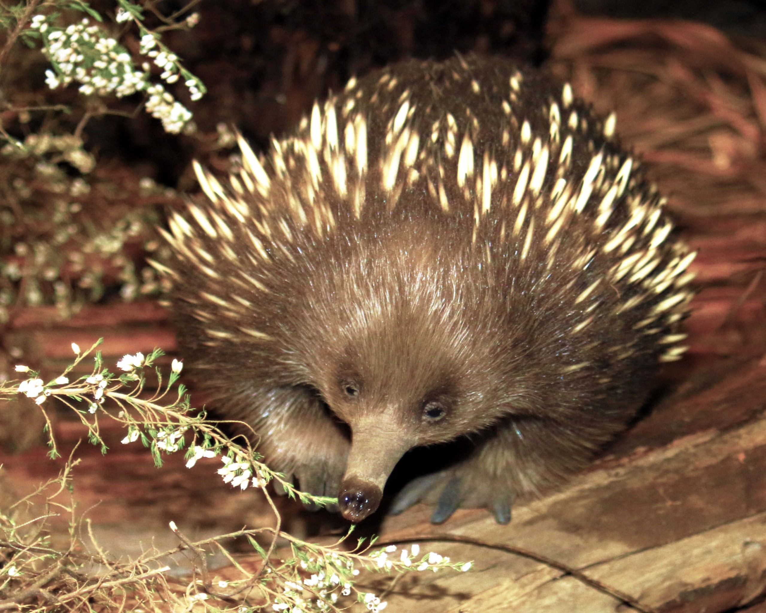 Platypus House – Monotreme Magic